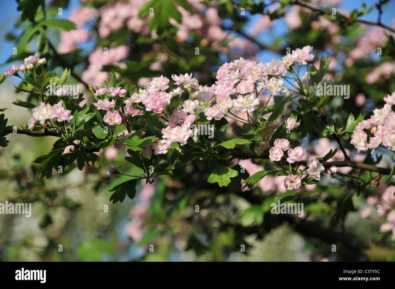 May tree in bloom Stock Photo - Alamy