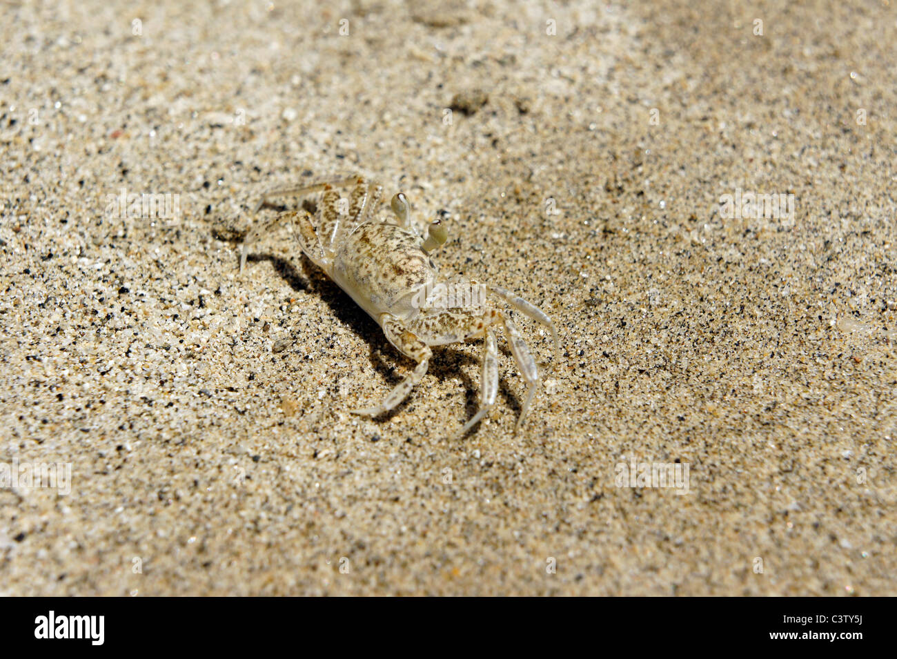 Camouflaged sand crab at Bahía Concha, Colombia Stock Photo - Alamy