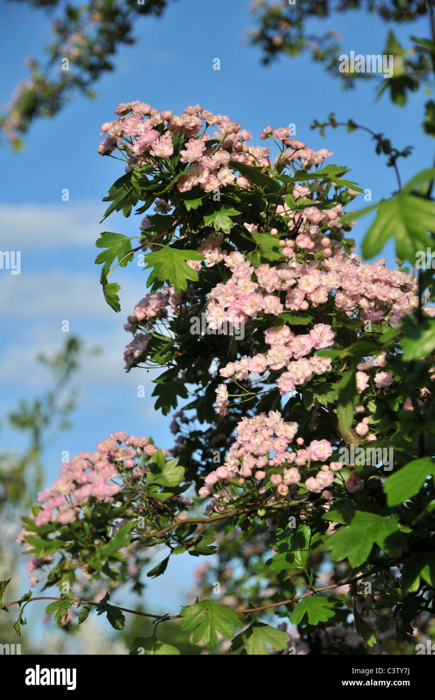 May tree in bloom Stock Photo - Alamy