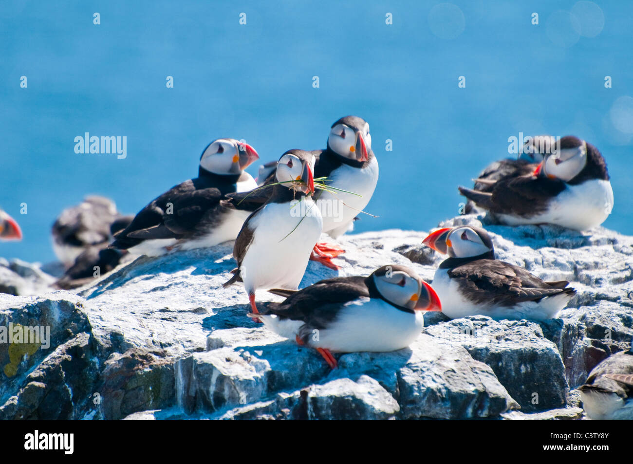 Puffin northumberland hi-res stock photography and images - Alamy