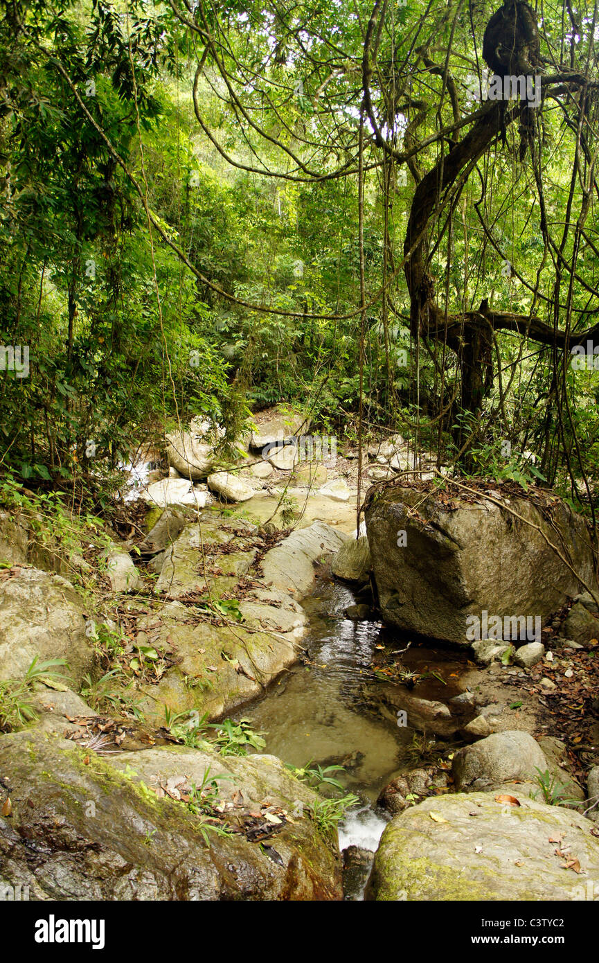 Tropical vegetation in the foothills of the Sierra Nevada, Minca ...