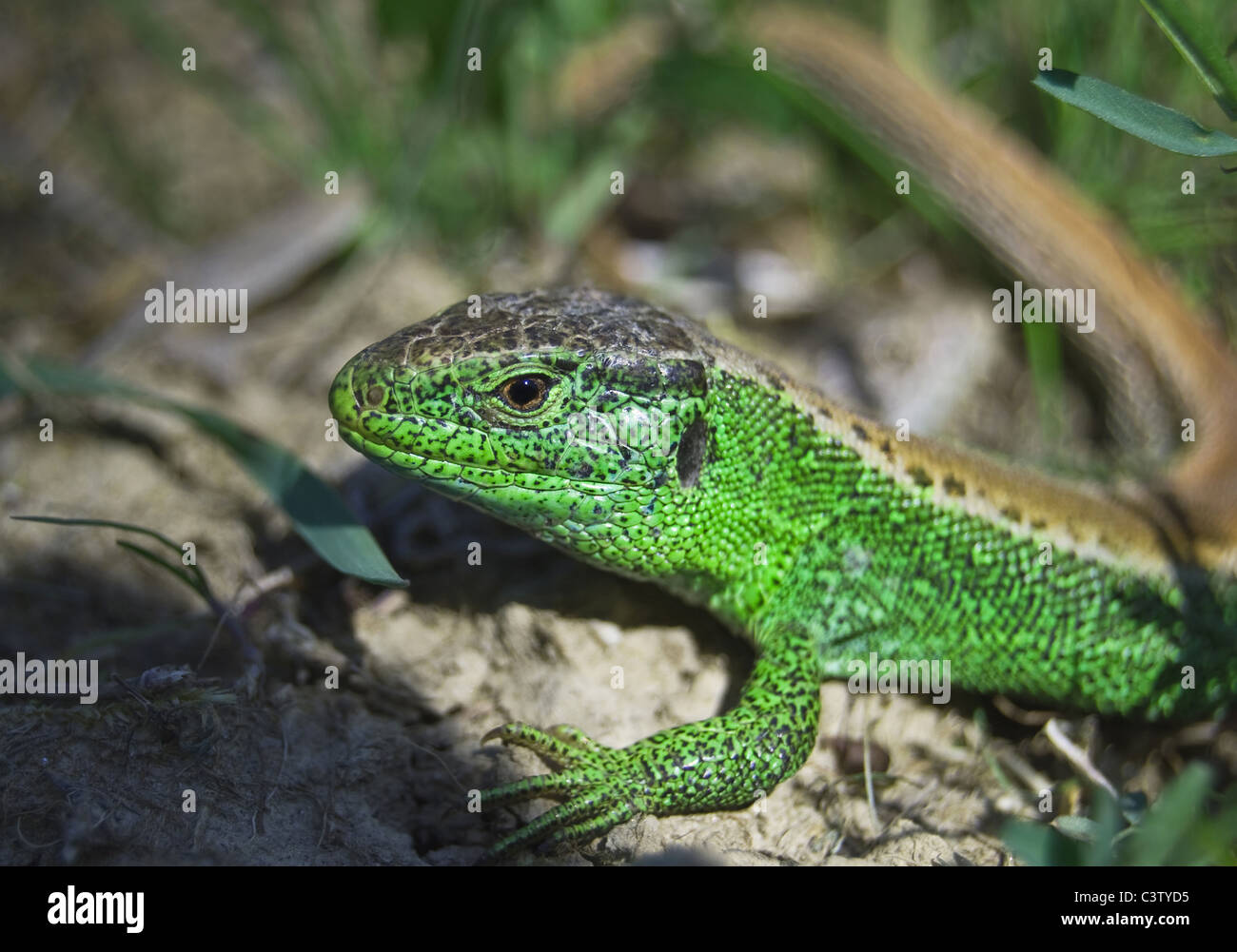 A lizard is in expectant of booty Stock Photo - Alamy