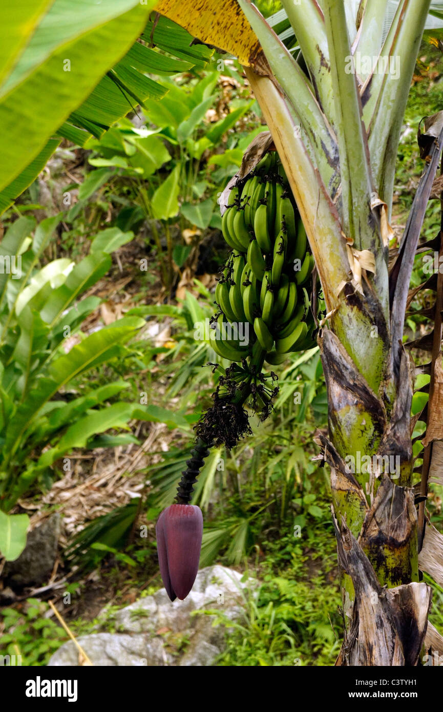Banana plant, Minca, Magdalena department, Colombia Stock Photo - Alamy