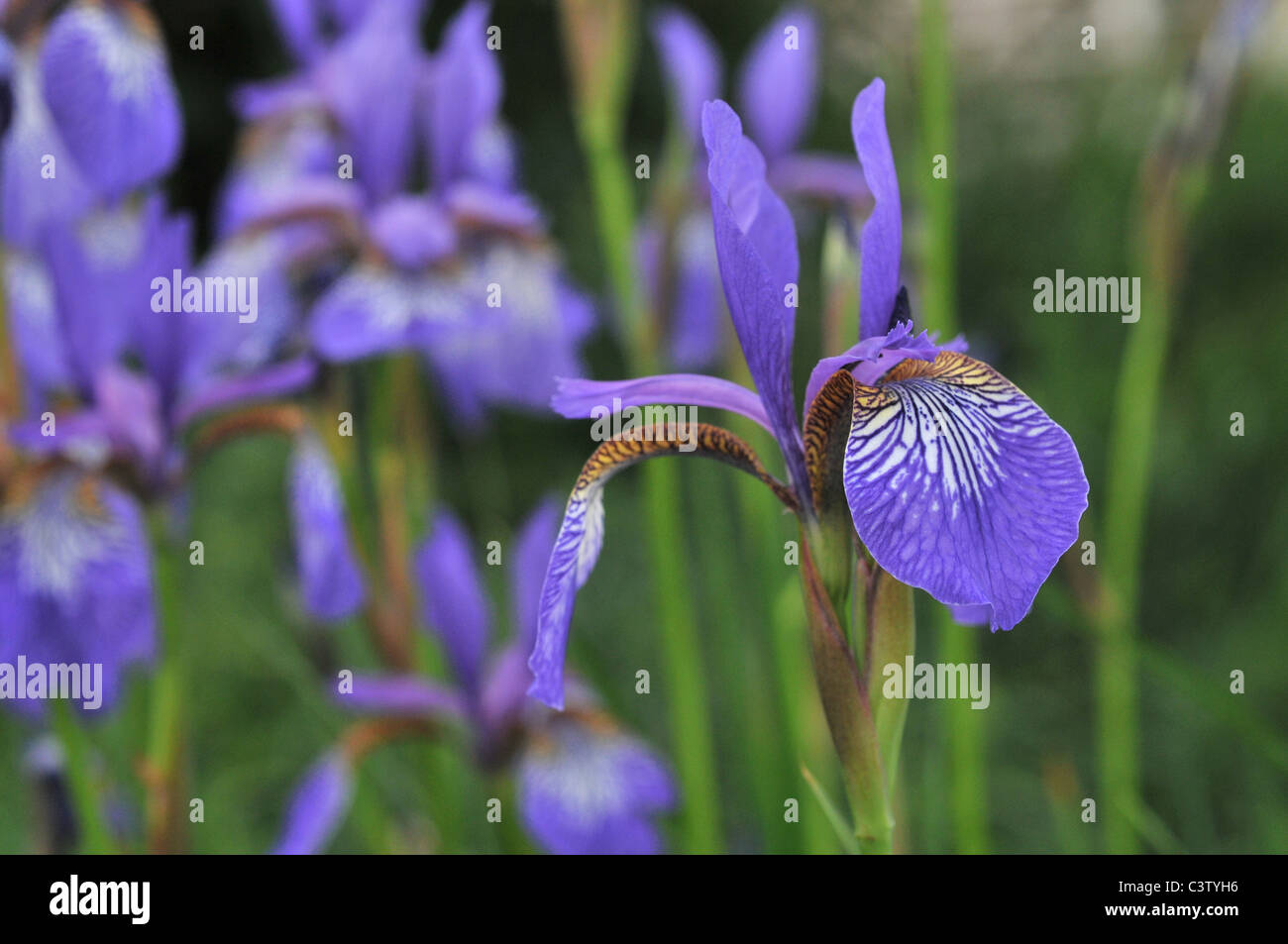 Iris flower is spring Stock Photo - Alamy