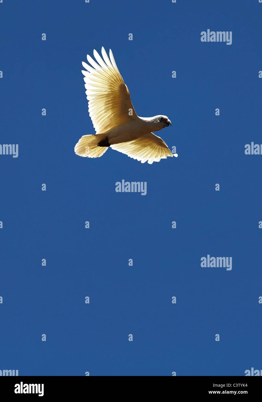 Flying Little Corella Cockatoo ( Cacatua sanguinea ) Western Australia ...