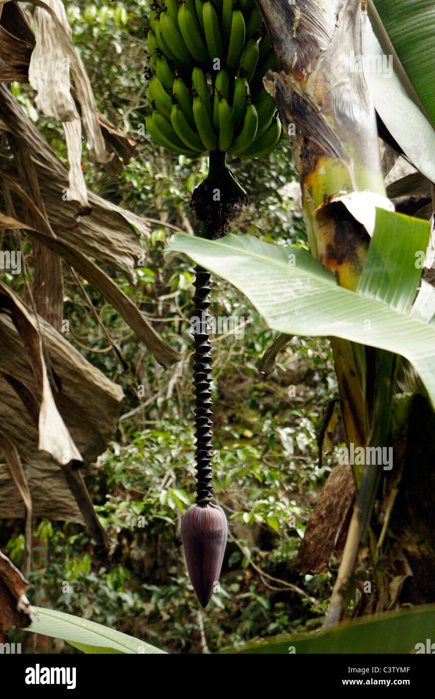 Banana plant, Minca, Magdalena department, Colombia Stock Photo - Alamy