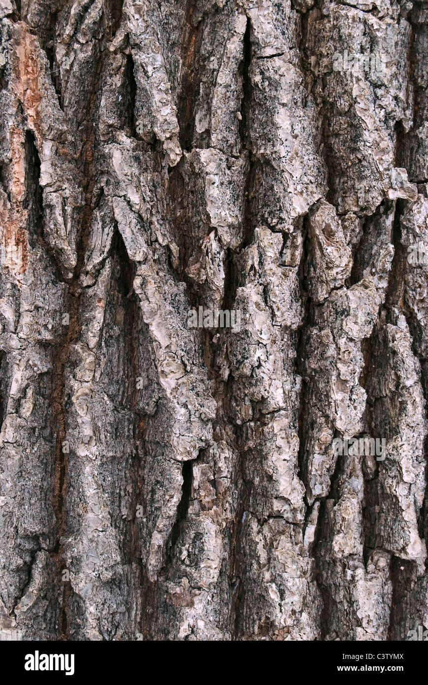 close-up of an oak tree's bark Stock Photo - Alamy