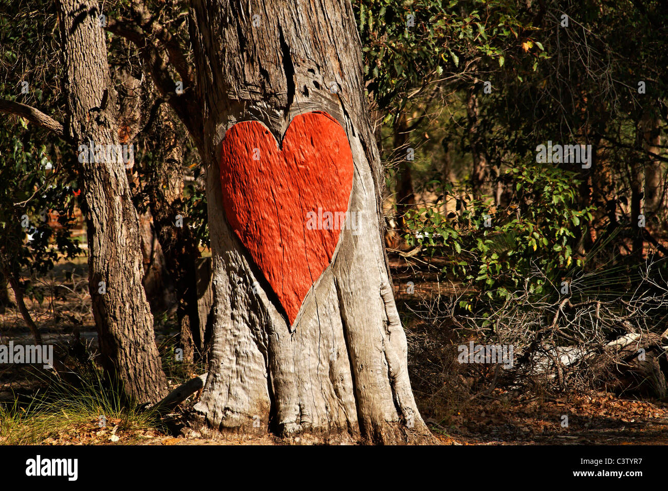 Carved into a tree hi-res stock photography and images - Alamy