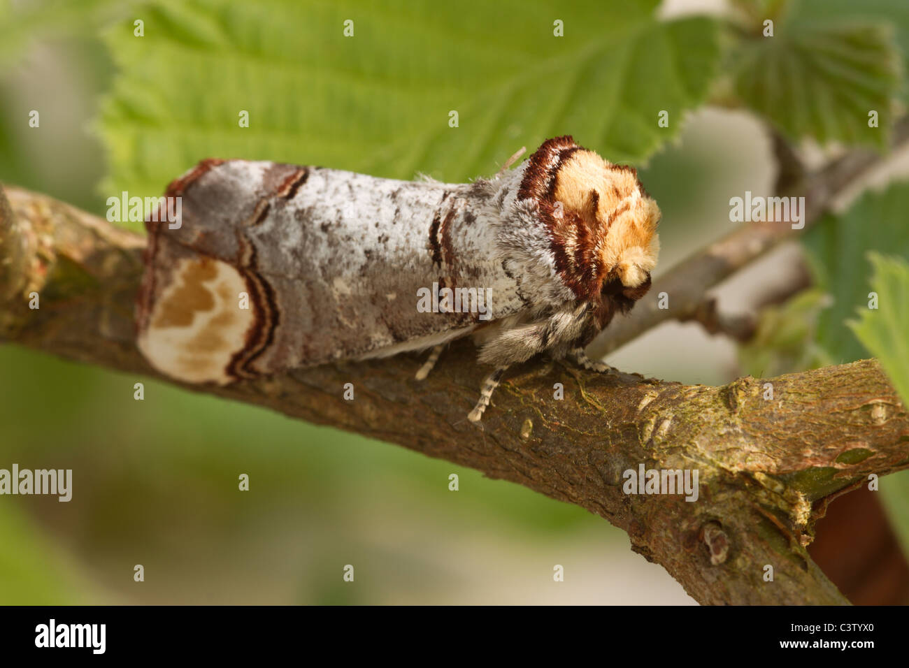 Buff-tip (Phalera bucephala) moth Stock Photo - Alamy