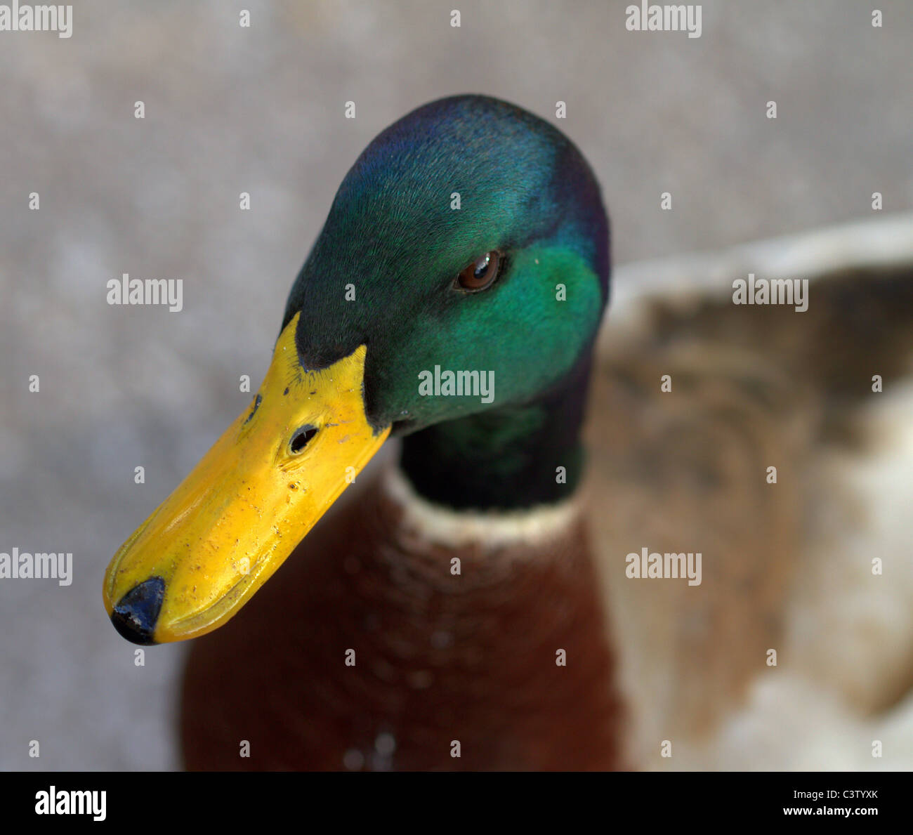 White duck yellow beak hi-res stock photography and images - Alamy