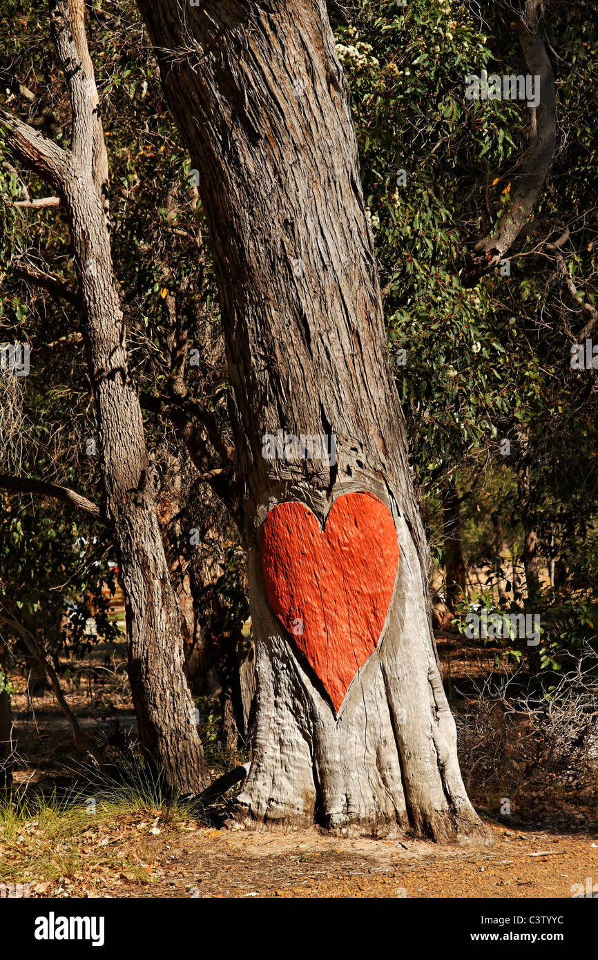 Red Love Heart carved into a tree trunk, Southwest Australia Stock ...