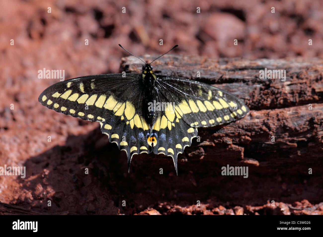 Anise swallowtail butterfly basking in Arizona Stock Photo - Alamy