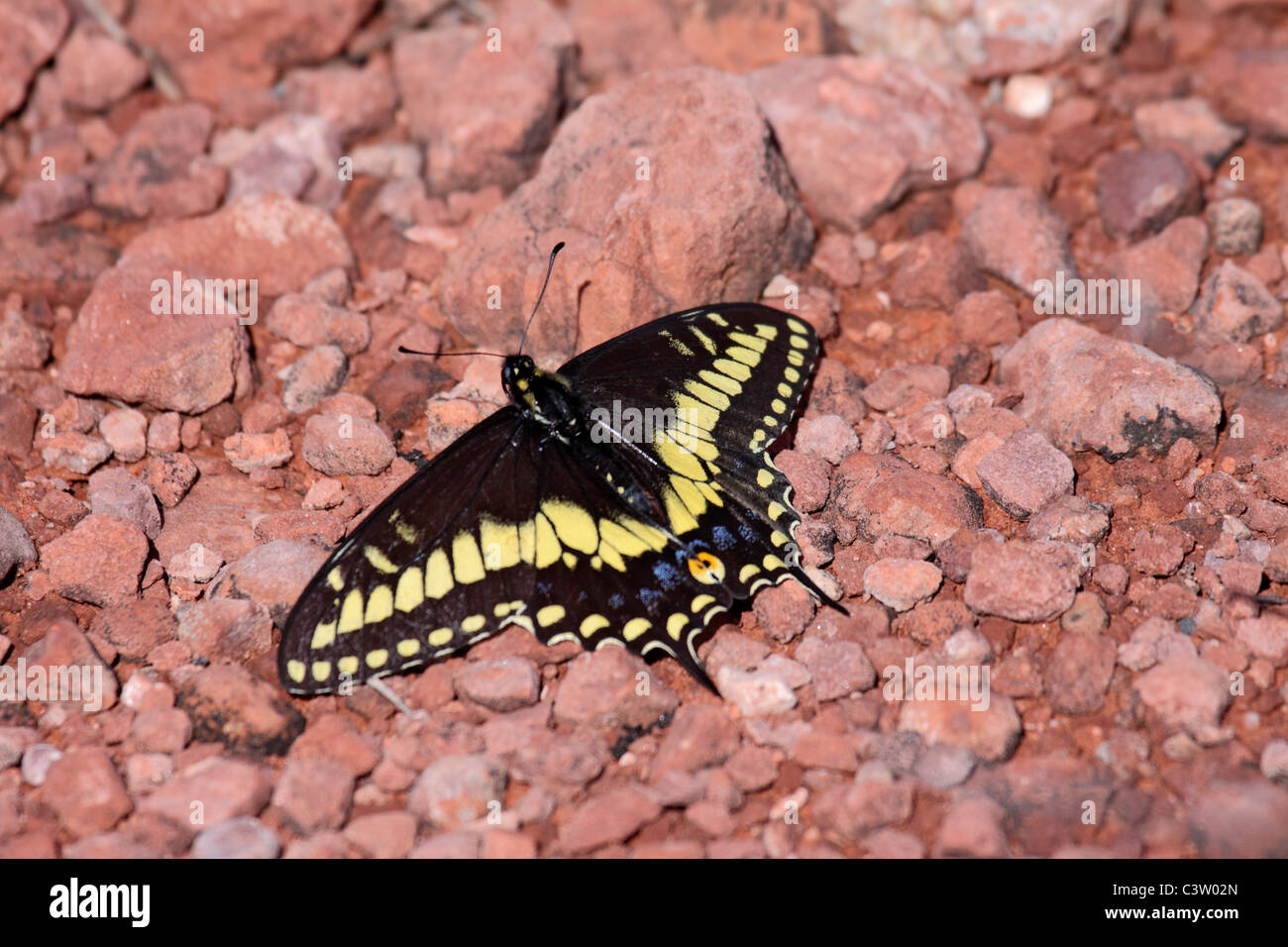 Anise swallowtail butterfly basking in Arizona Stock Photo - Alamy