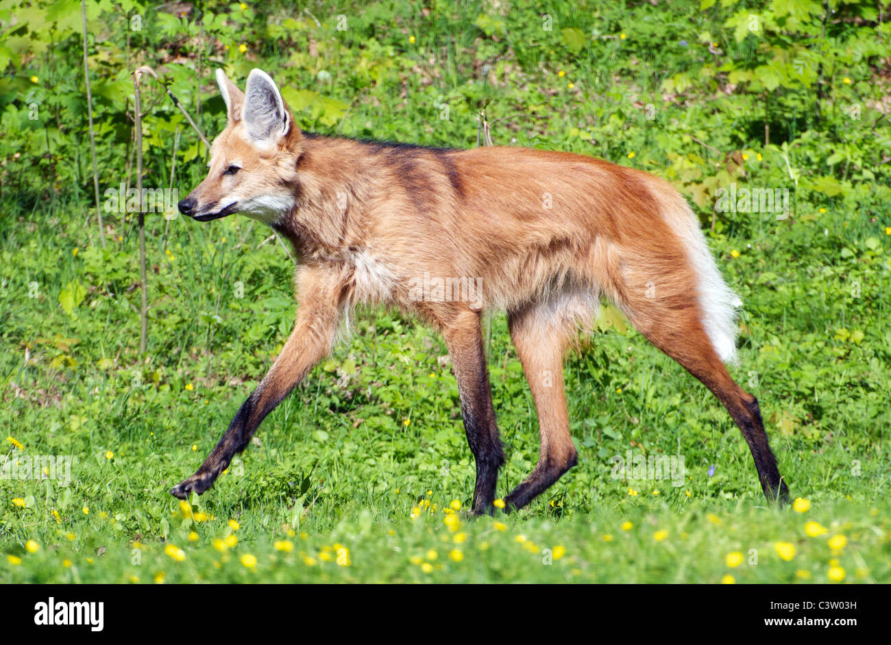 Maned wolf chrysocyon brachyurus hi-res stock photography and images ...