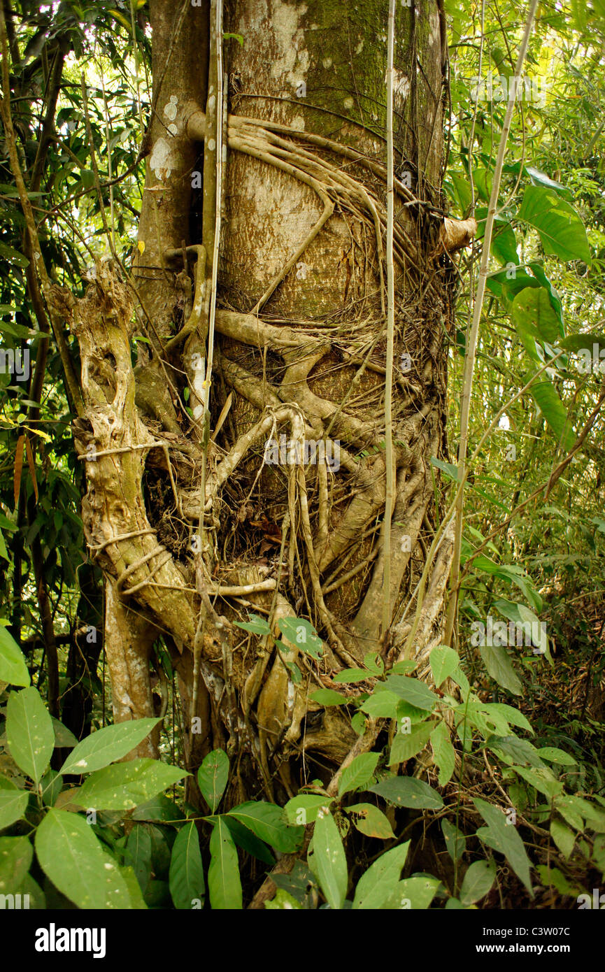 Vine covered tree, Minca, Magdalena department, Colombia Stock Photo ...