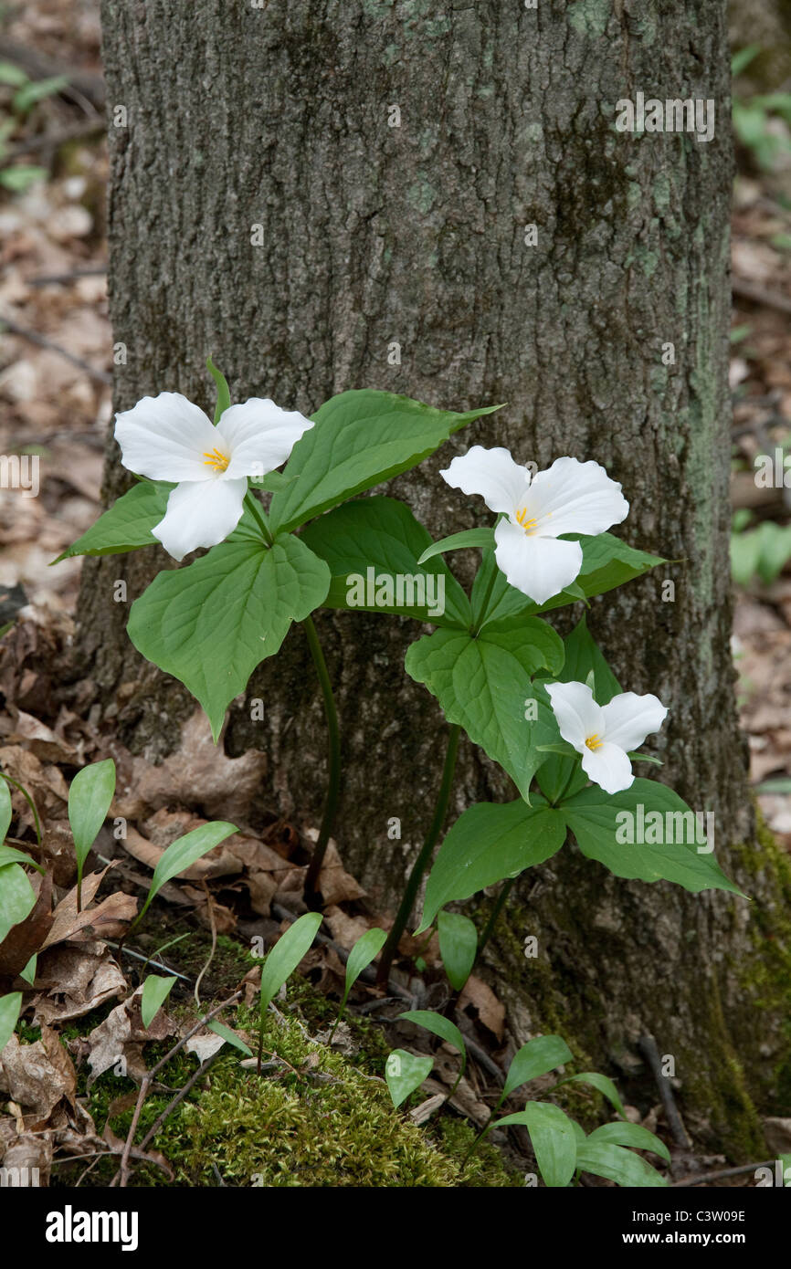 Trilliums large images hi-res stock photography and images - Alamy