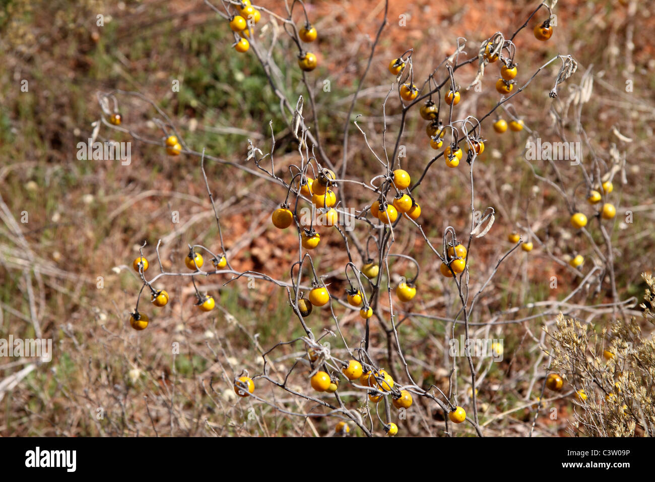 Yellow nightshade hi-res stock photography and images - Alamy