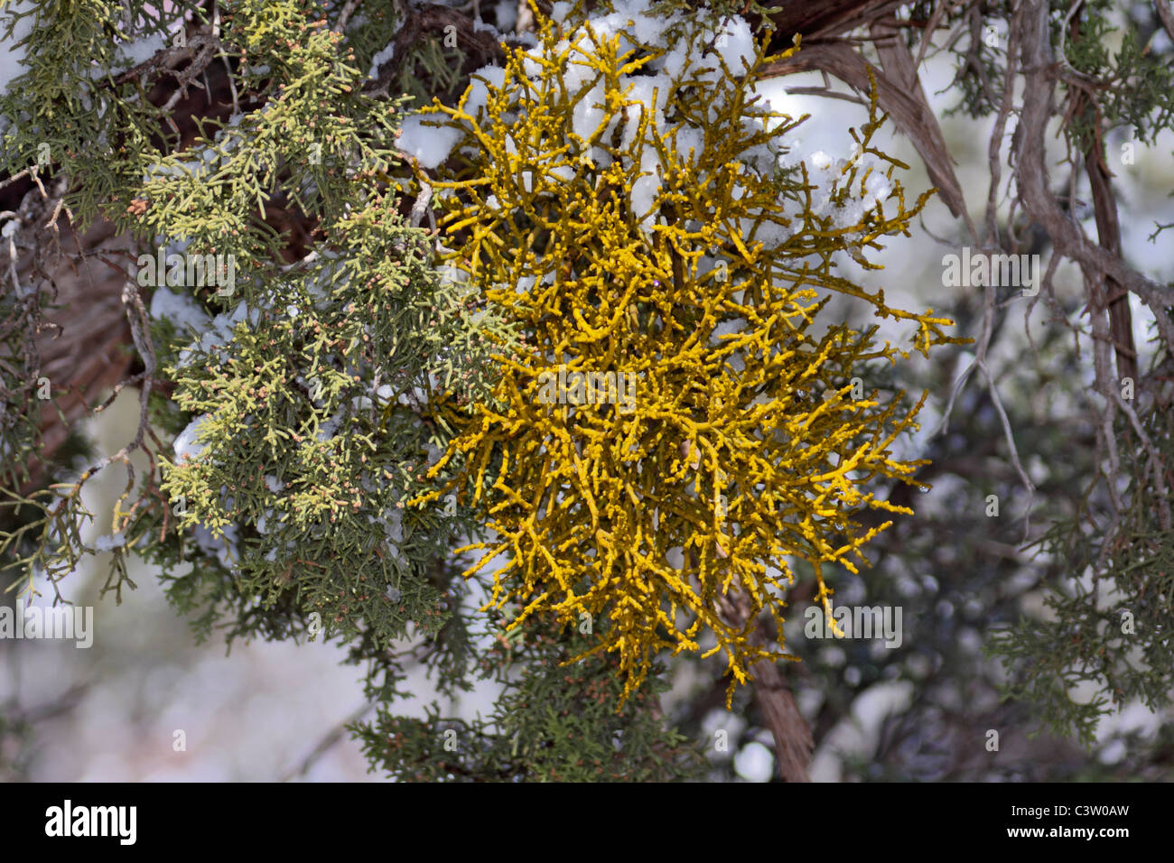 Mistletoe in Arizona Stock Photo - Alamy