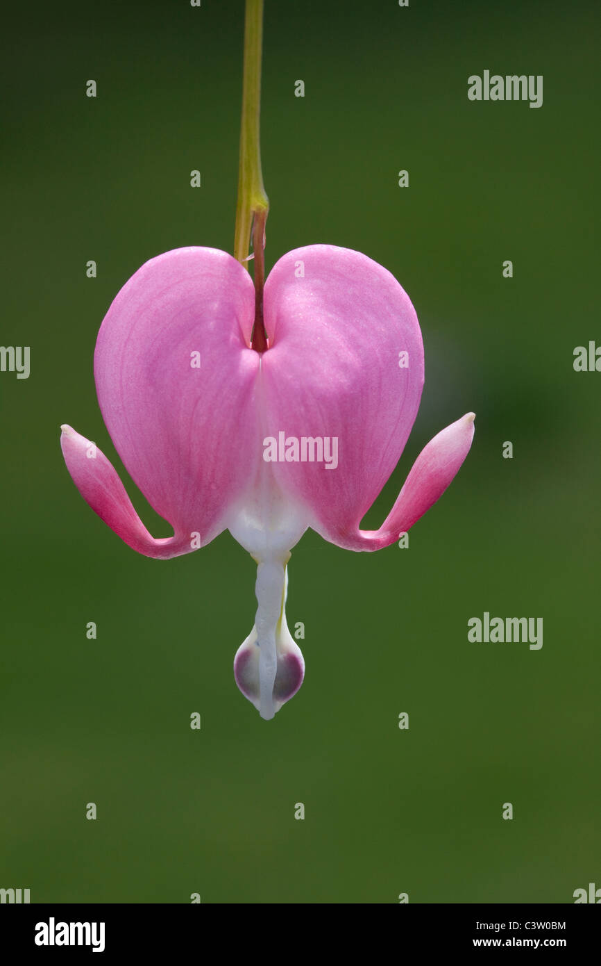 Pink Bleeding Heart Flower USA Stock Photo - Alamy