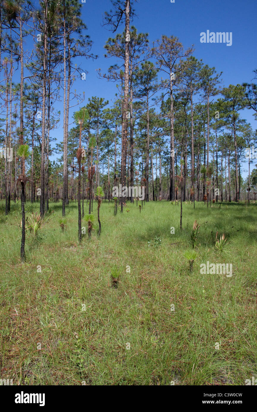 Long Leaf Pine Tree High Resolution Stock Photography and Images - Alamy