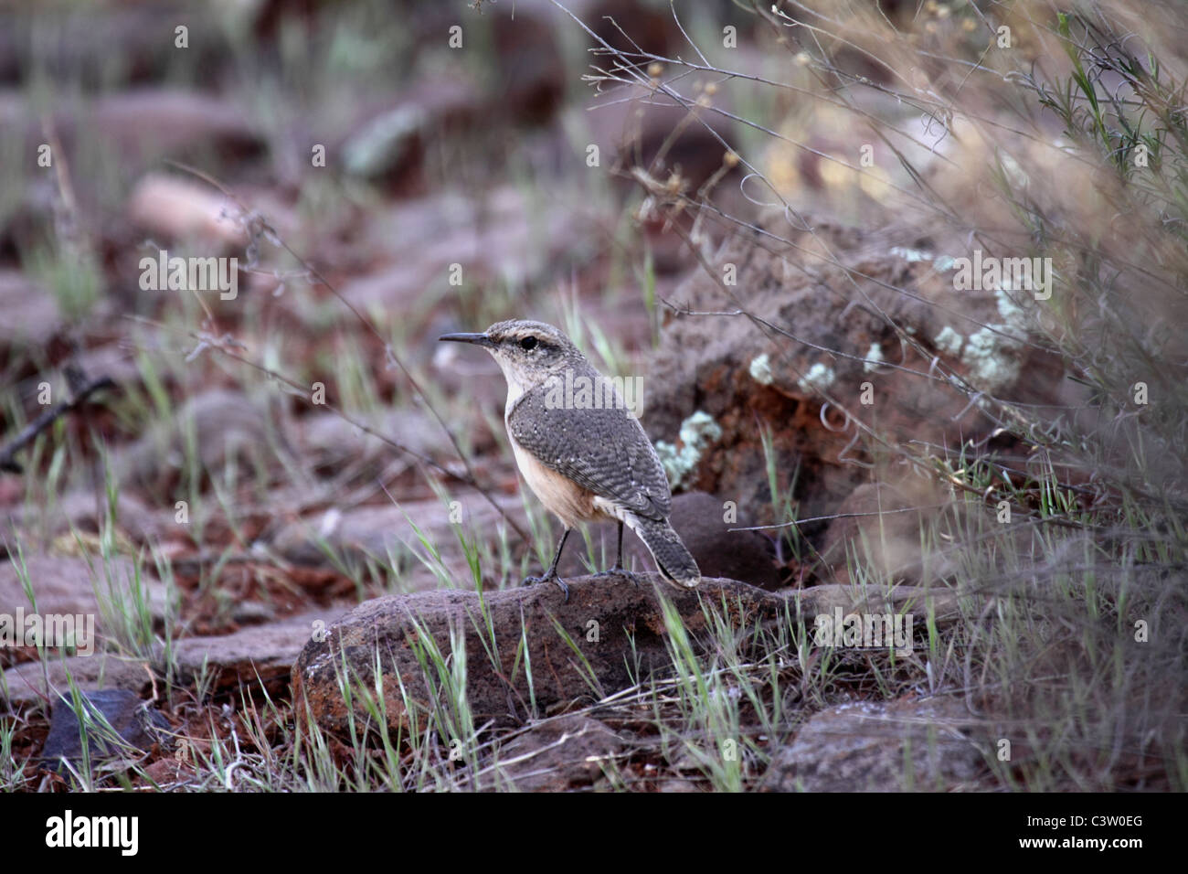 Rock wren hi-res stock photography and images - Alamy