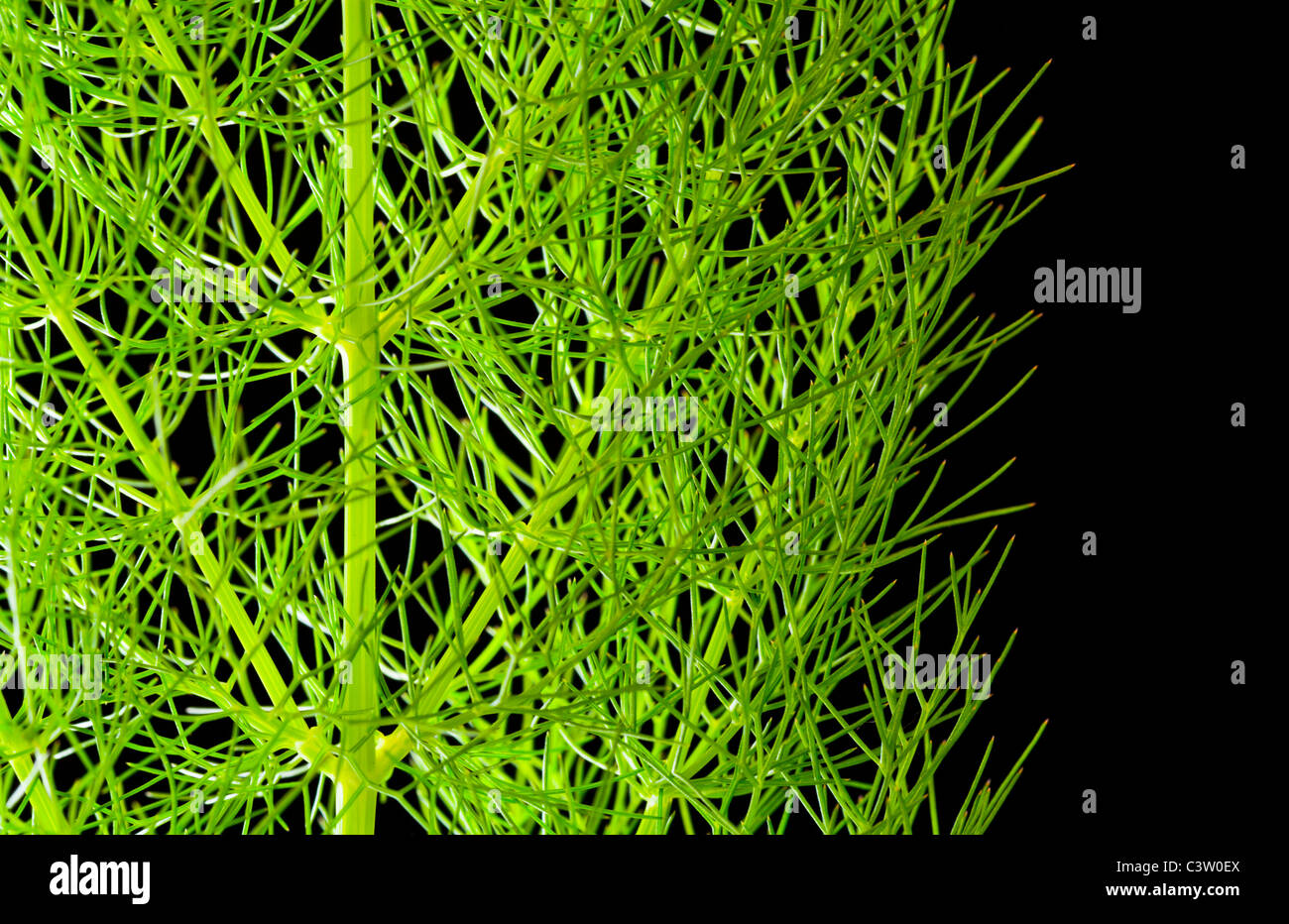 Black background herb hi-res stock photography and images - Alamy