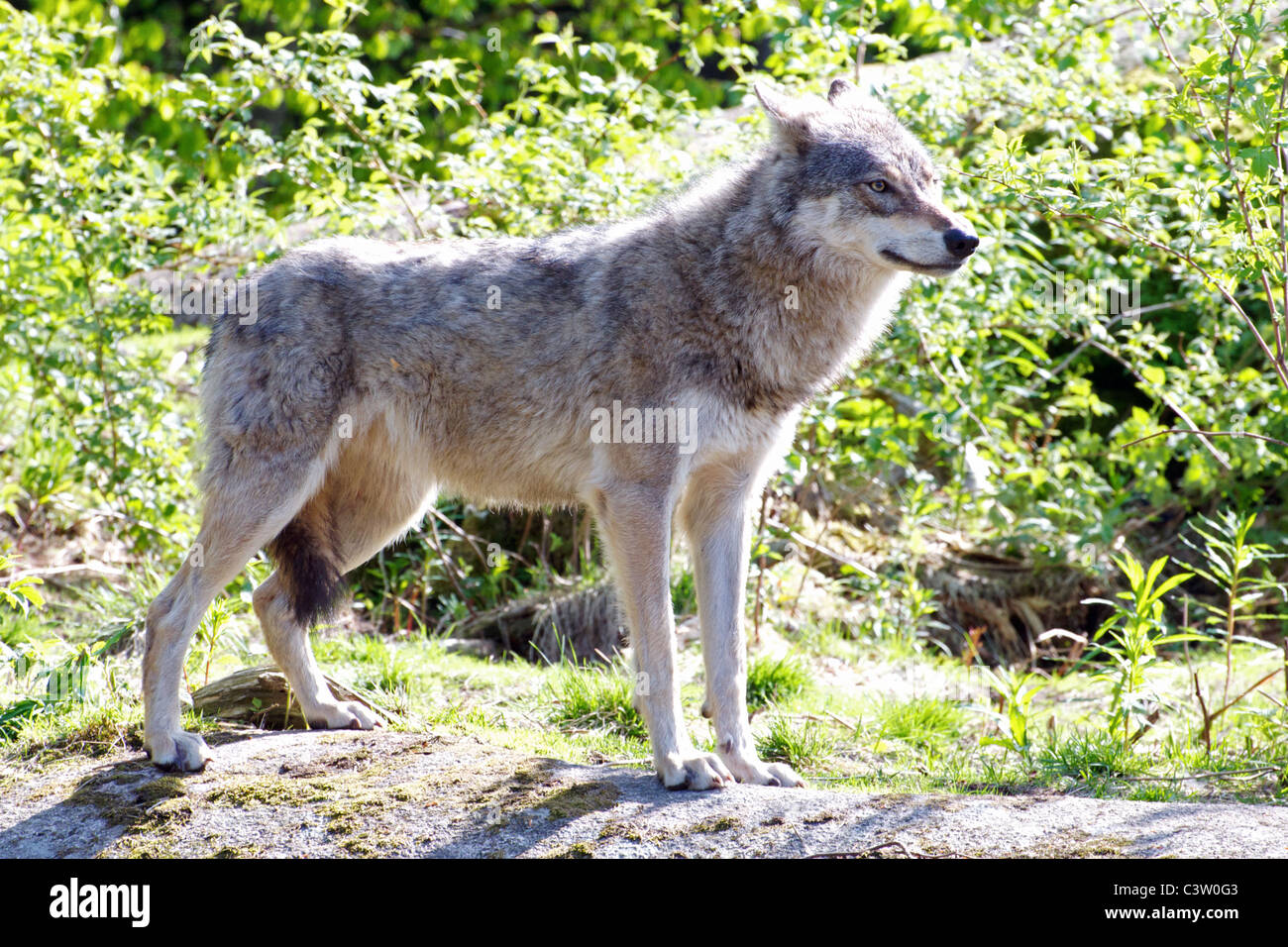 European grey wolf Stock Photo - Alamy