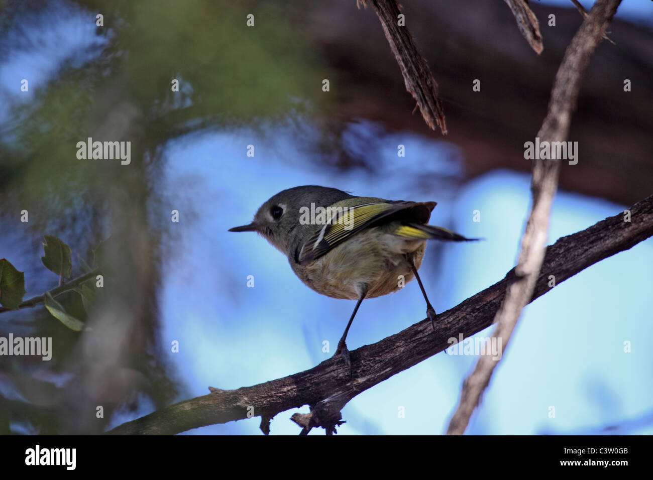 Ruby crowned kinglet in Arizona Stock Photo - Alamy