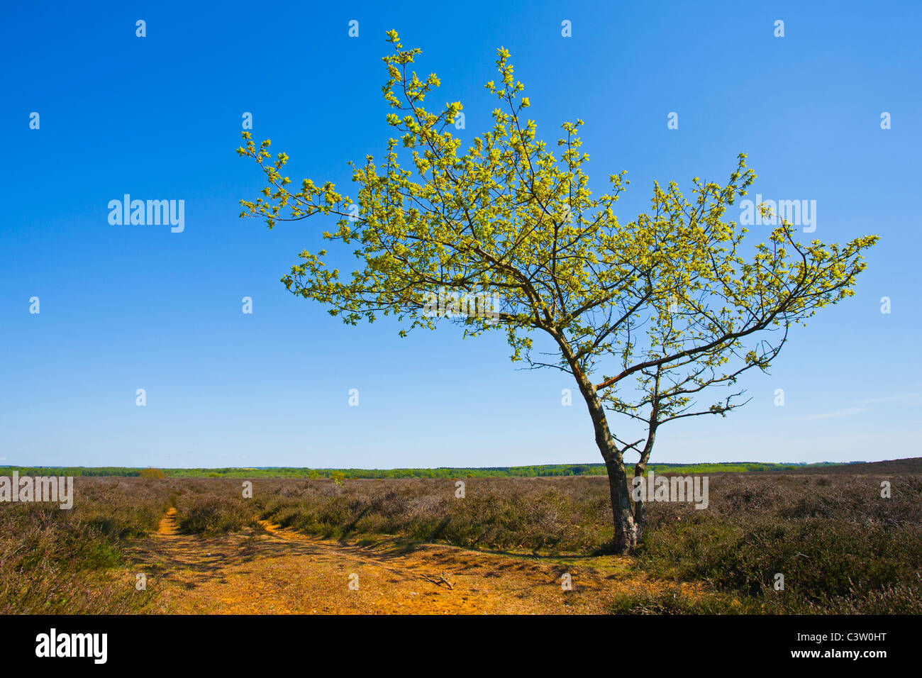 Roydon Common heath in West Norfolk Stock Photo - Alamy