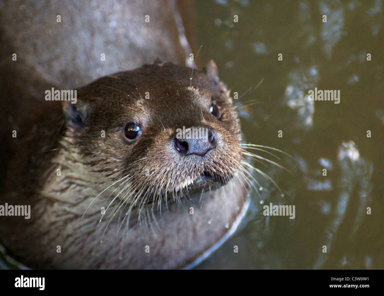 Otter looking up Stock Photo - Alamy
