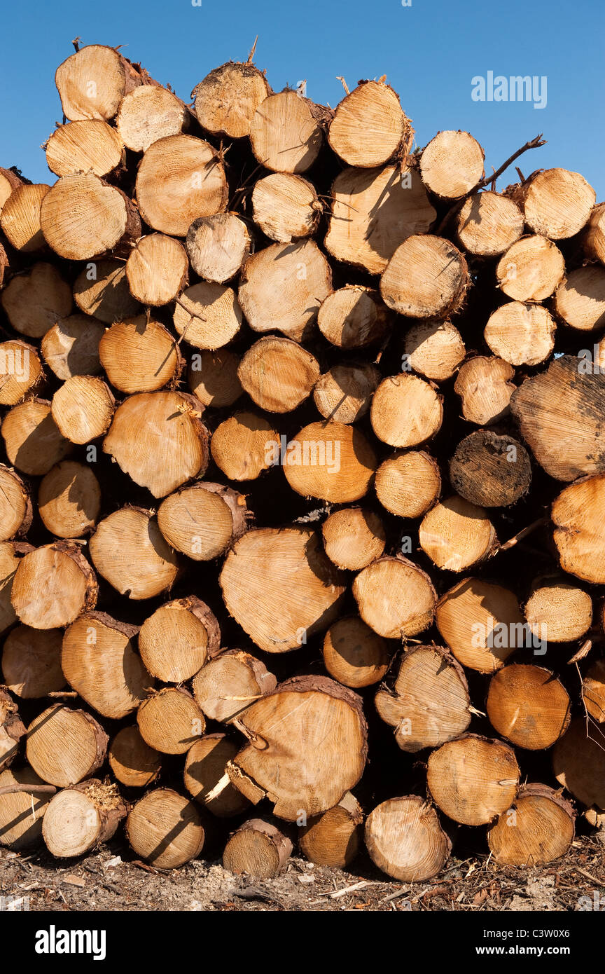 Pine timber newly felled and ready for collection Stock Photo - Alamy