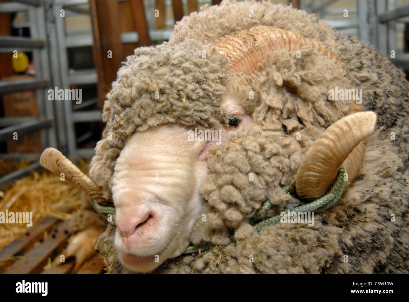 Cow portrait winner hi-res stock photography and images - Alamy