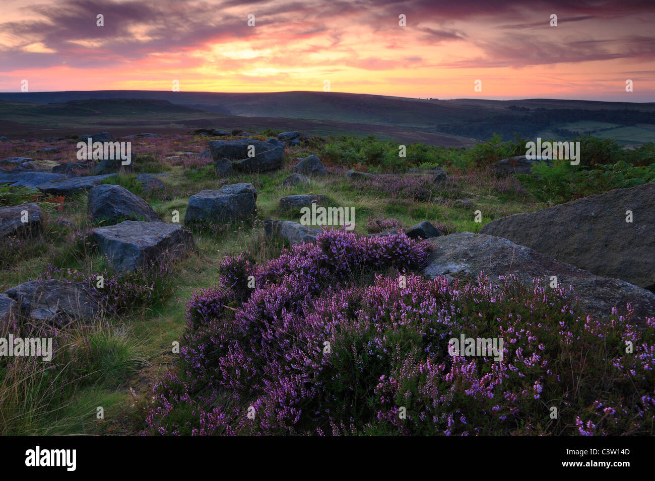 Sun rises over bright purple heather in bloom at Owler Tor near ...