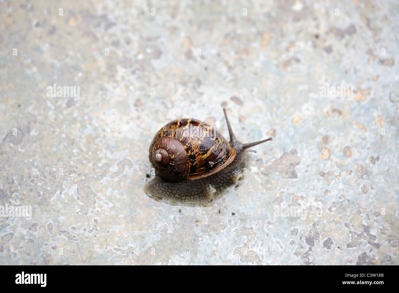Common snail uk hi-res stock photography and images - Alamy