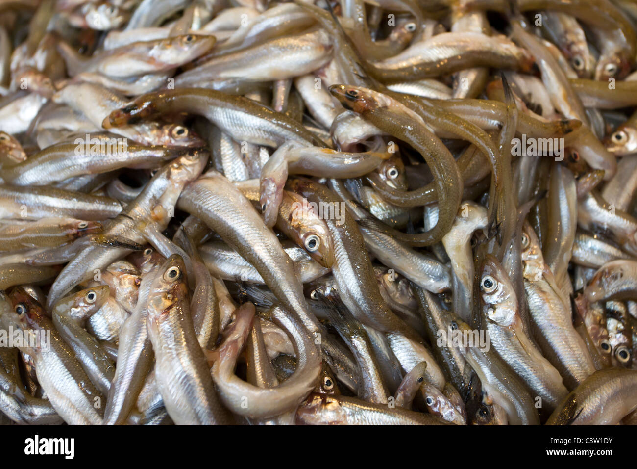 Small fish in a fish market in New York City's Chinatown Stock Photo ...