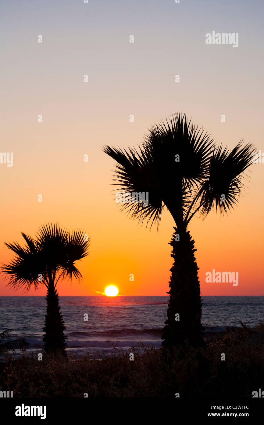 Sunset with palm trees, Paphos, Cyprus Stock Photo - Alamy