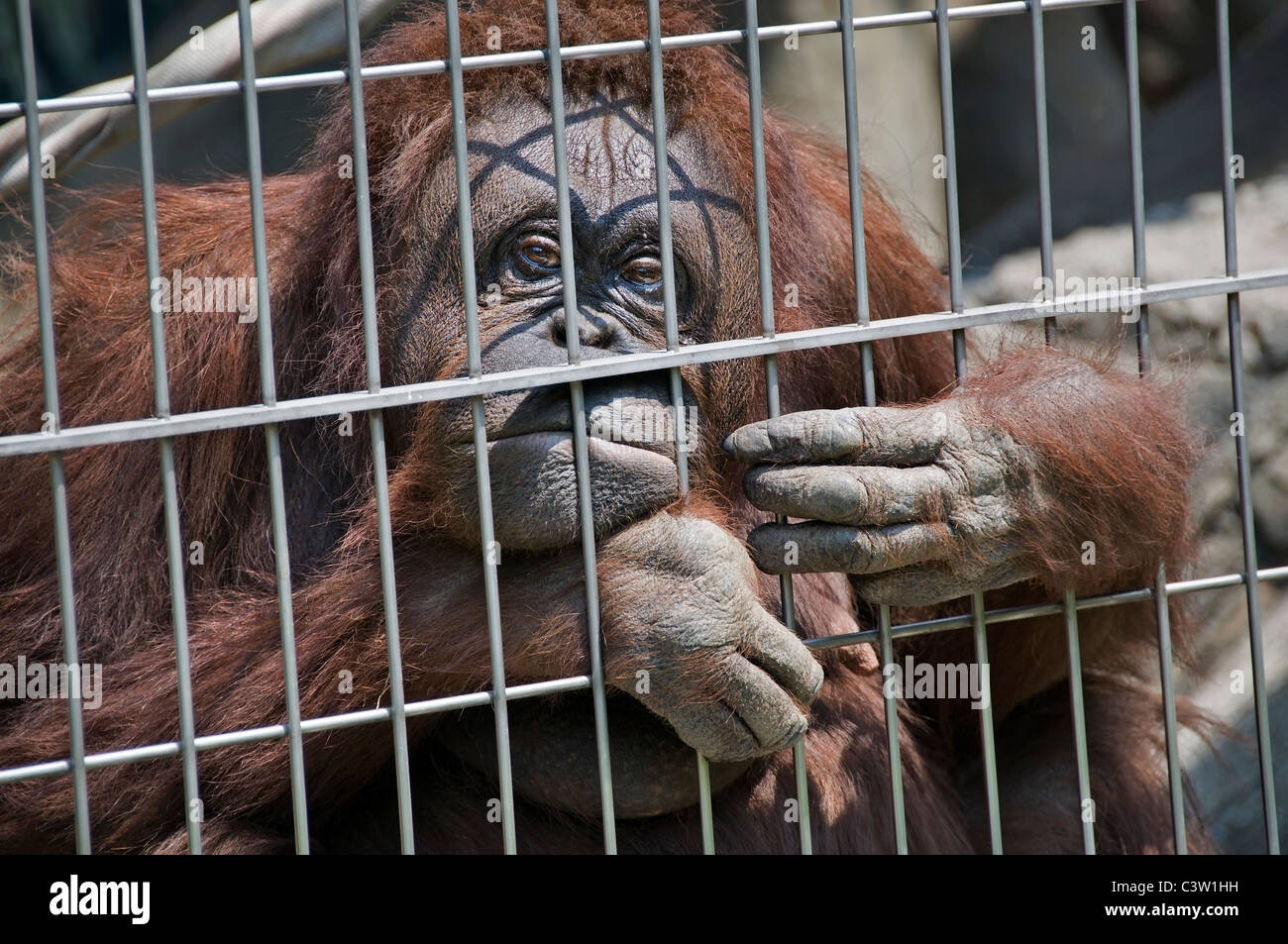 An orangutan with a sad expression peers out from behind bars in the ...