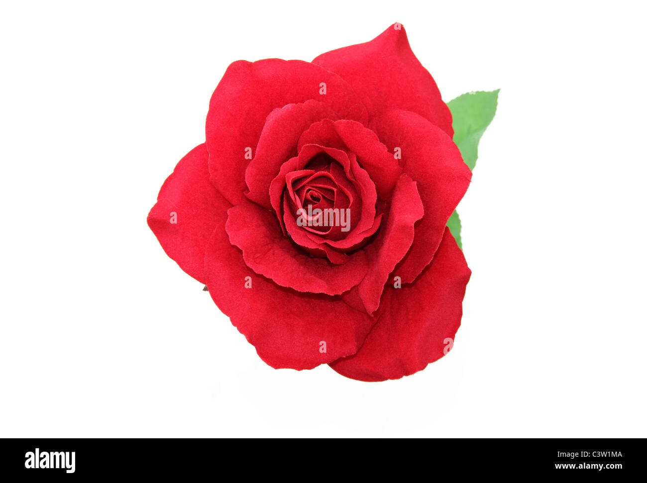 Red rose on the white background (isolated Stock Photo - Alamy