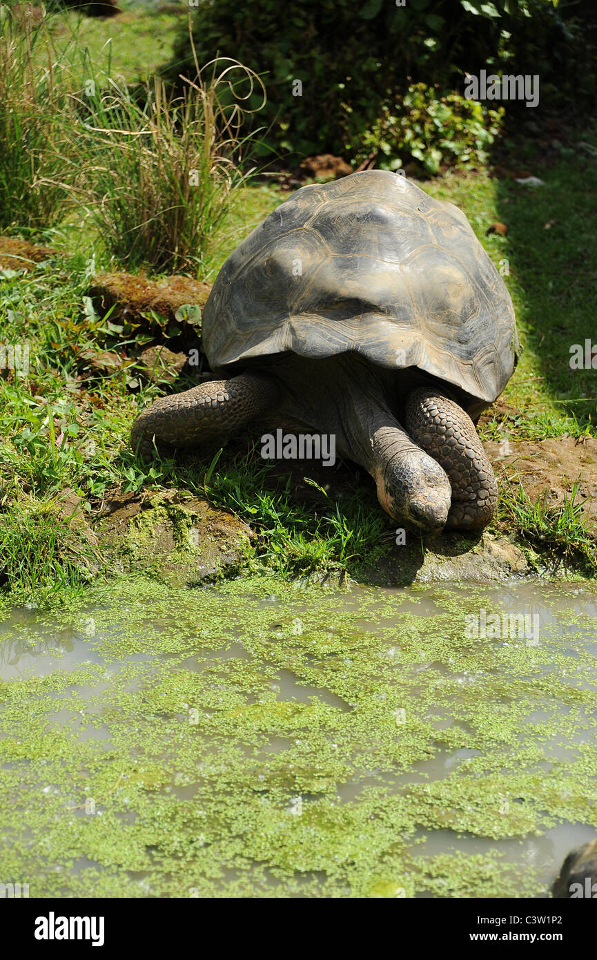 Galapagos Giant Tortoise Stock Photo - Alamy