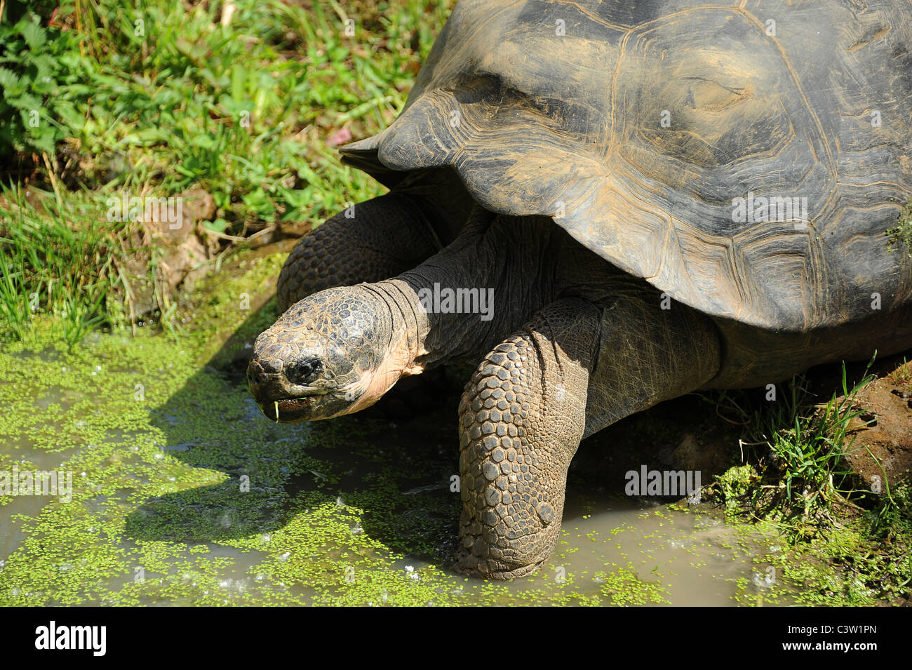 Galapagos Giant Tortoise Stock Photo - Alamy