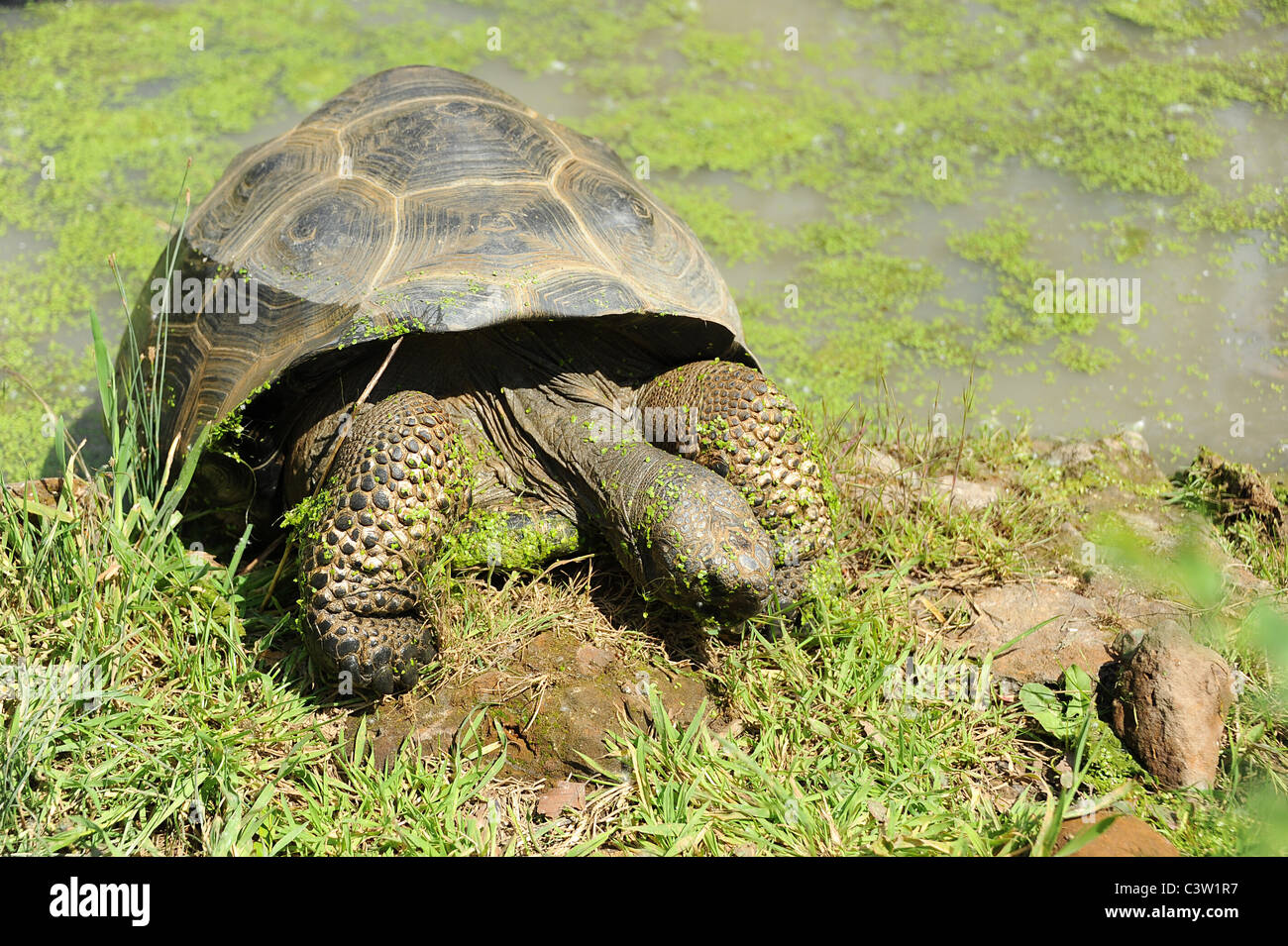 Galapagos Giant Tortoise Stock Photo - Alamy