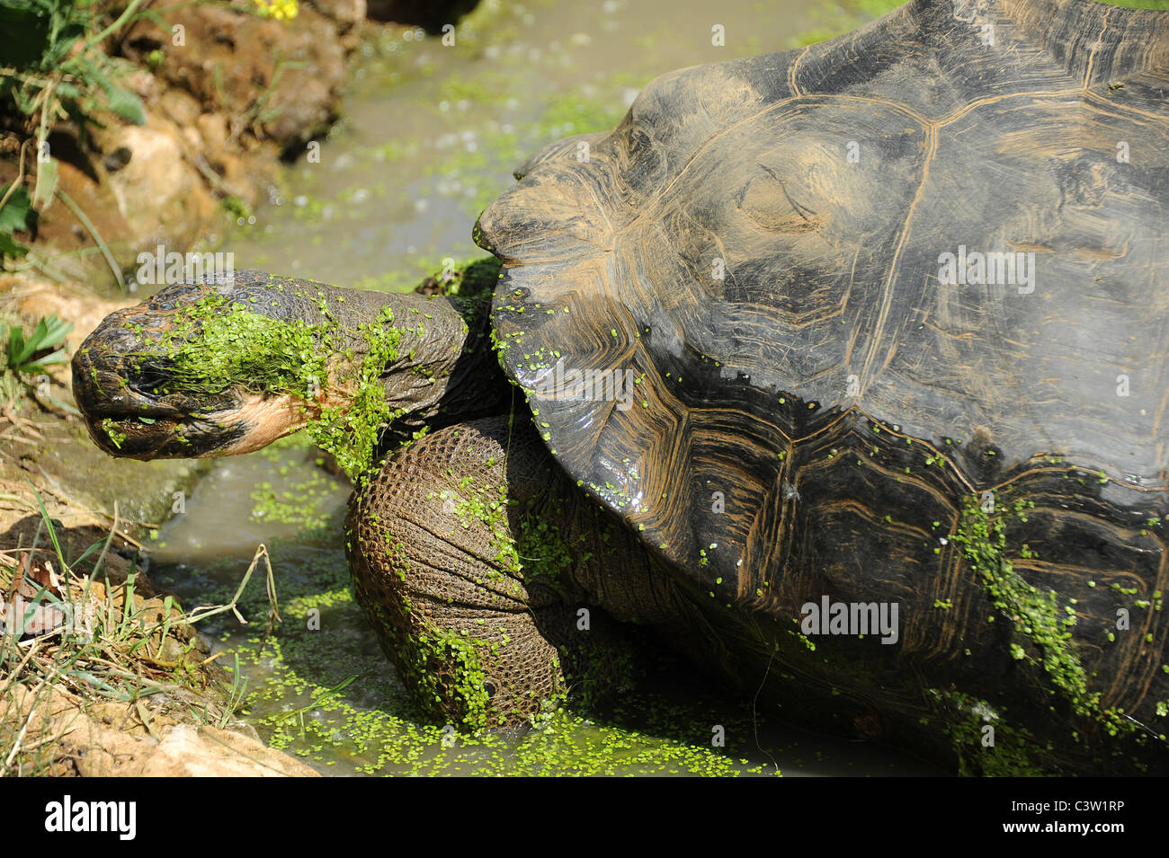 Galapagos Giant Tortoise Stock Photo - Alamy