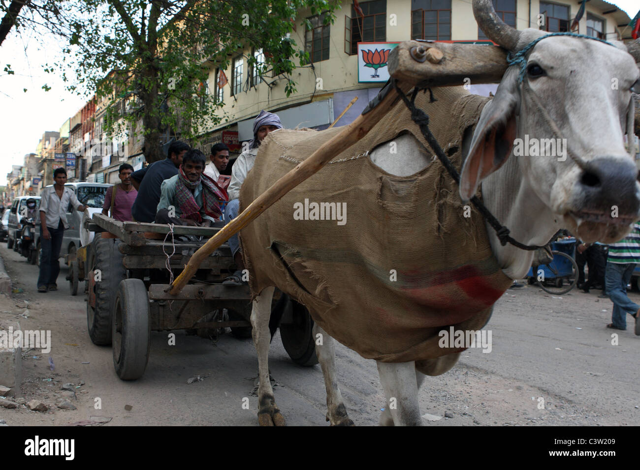 India delhi cow hi-res stock photography and images - Alamy