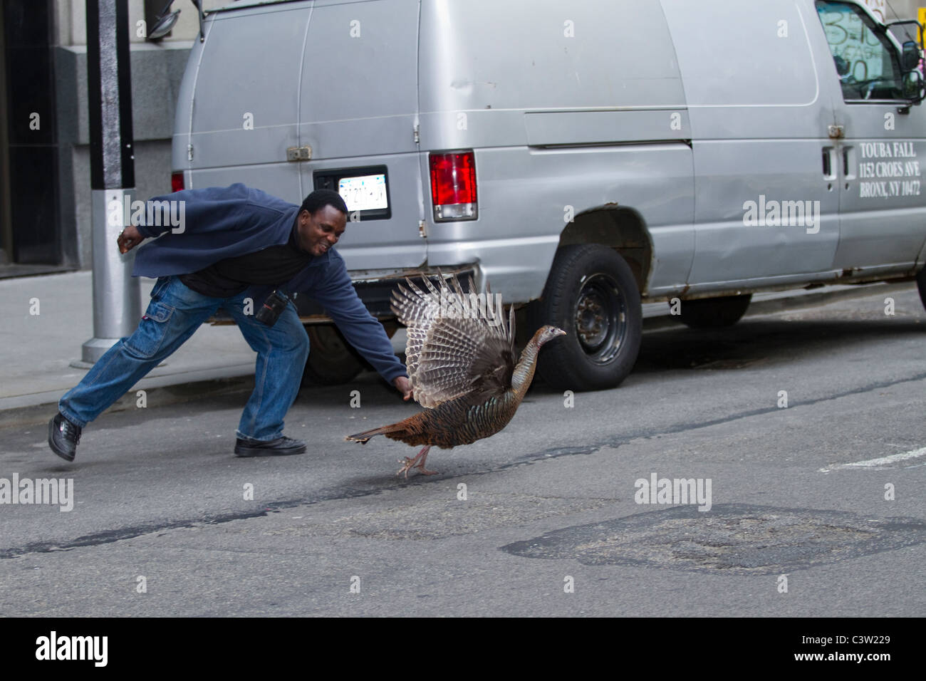 Wild Turkey High Resolution Stock Photography and Images - Alamy