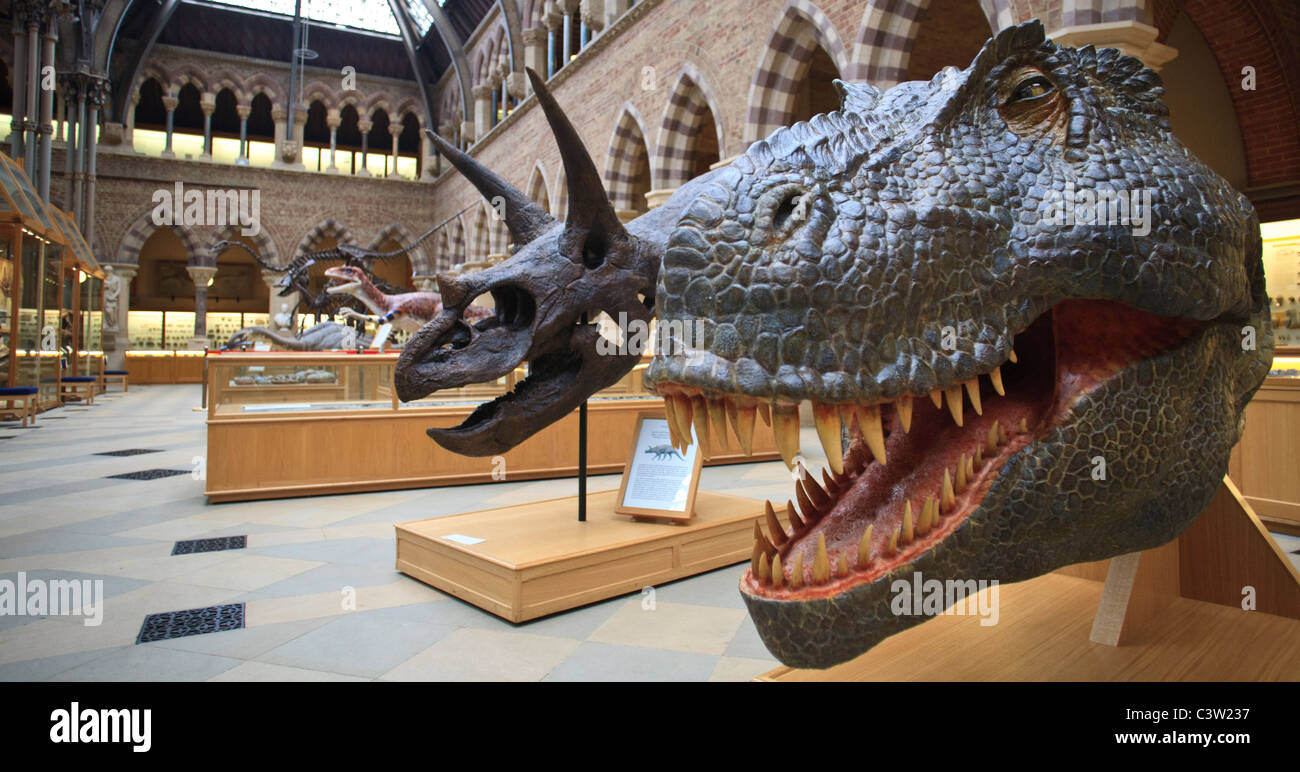 T. Rex dinosaur model head at the Oxford University Natural History ...