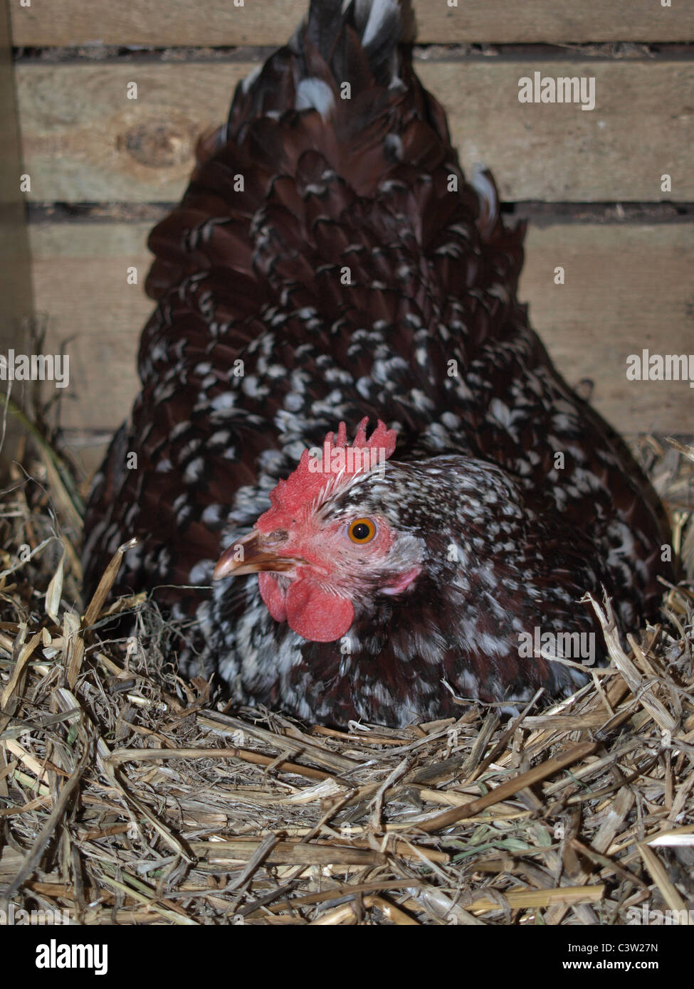 Old speckled hen hi-res stock photography and images - Alamy