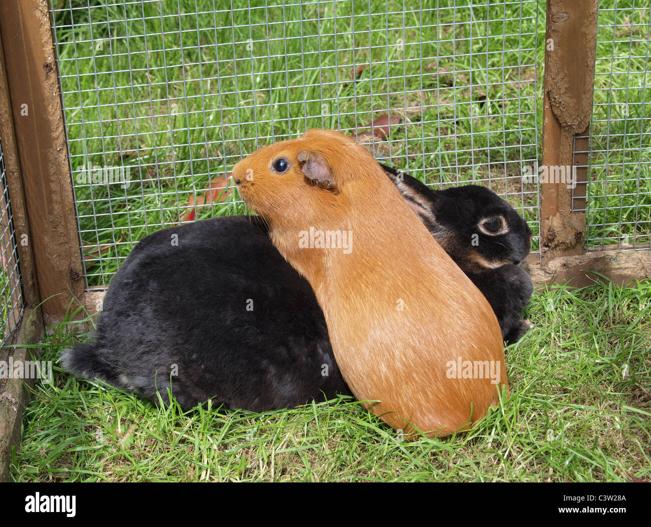 Guinea Pig and Dwarf Rex Rabbit lying together in run. UK Stock Photo ...