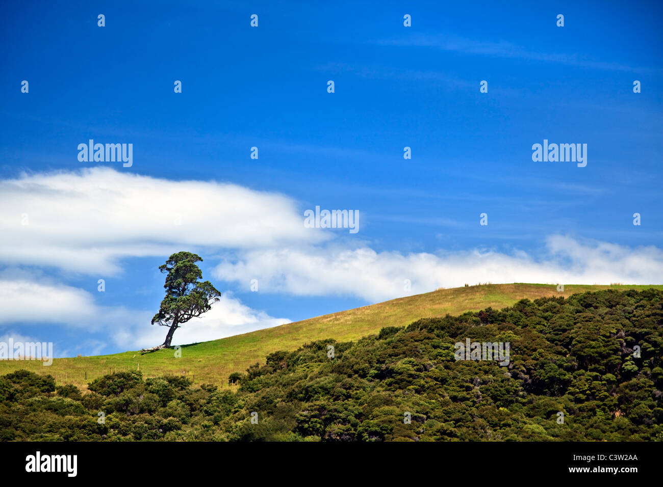 single tree rolling hill and countryside landscape Stock Photo - Alamy
