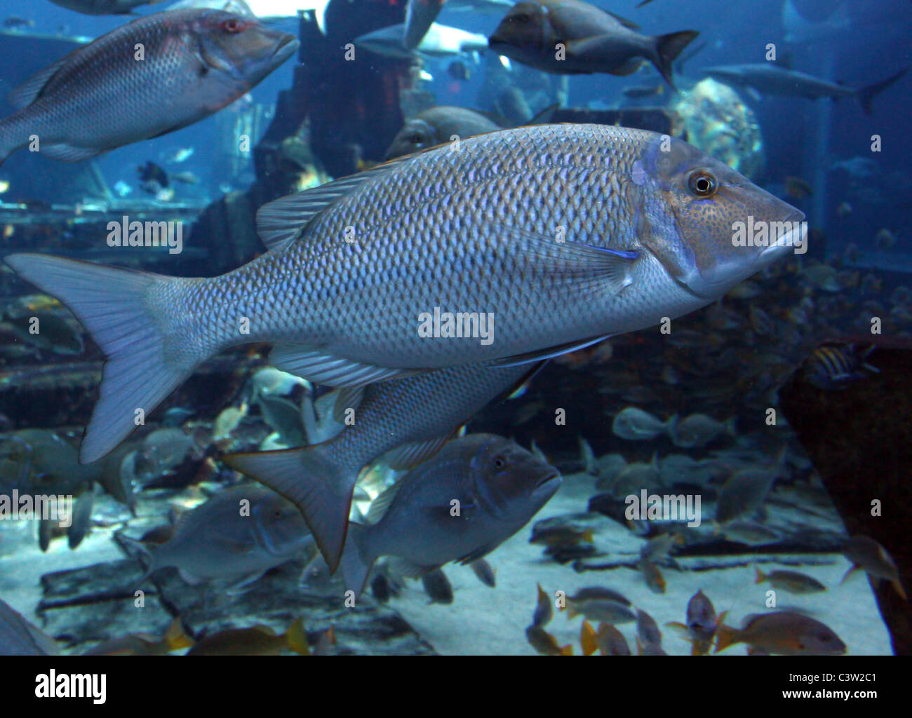 Saltwater fish in a large aquarium Stock Photo - Alamy