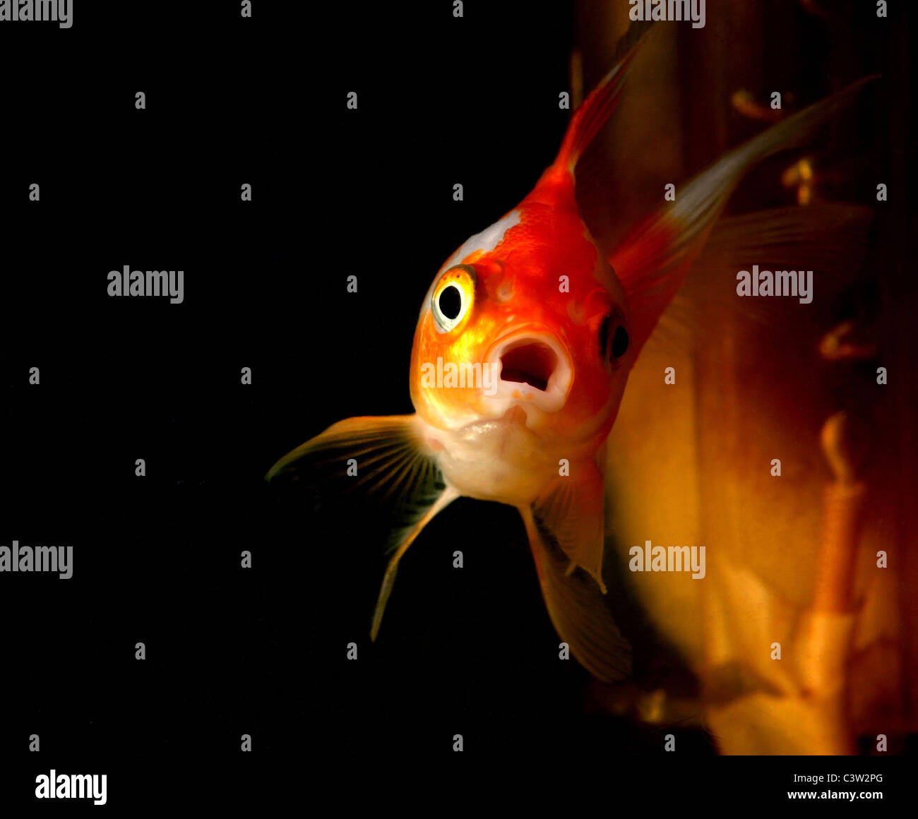 lone goldfish on close up shot inside an aquarium Stock Photo - Alamy